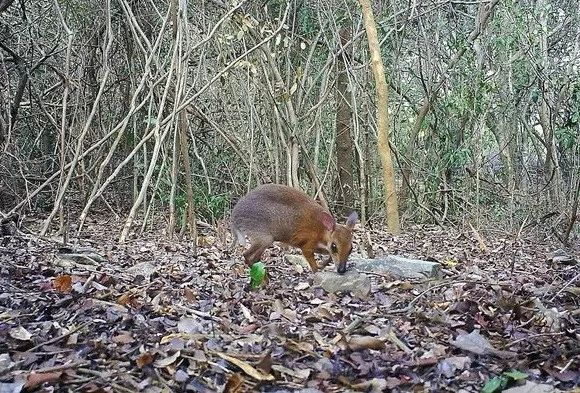 世界最小鹿种30年前被人类吃灭绝，现在现身越南，比老鼠稍大