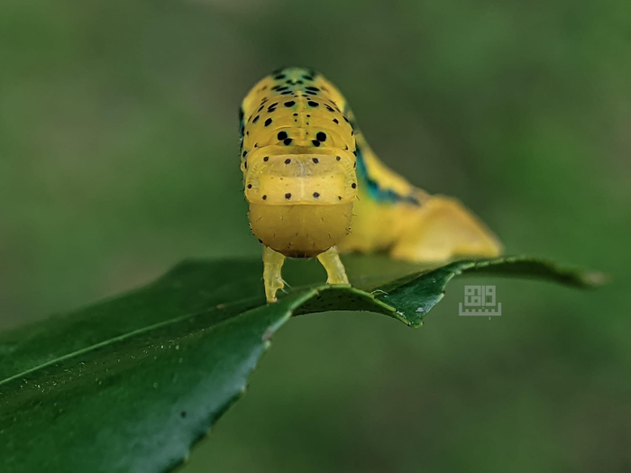 豹尺蛾Dysphania percota__财经头条