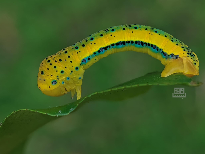 豹尺蛾Dysphania percota__财经头条