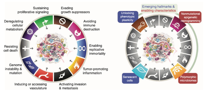 注重转化研究，Cancer Discovery：癌症的14个标志性特征|癌症|癌细胞|细胞_新浪新闻