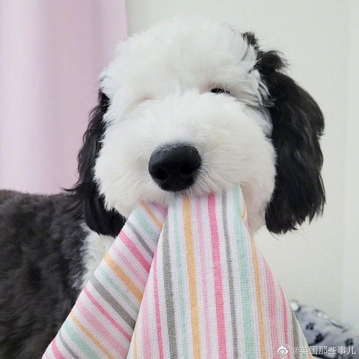 史努比狗狗，但现实版…… ig：bayley.sheepadoodle