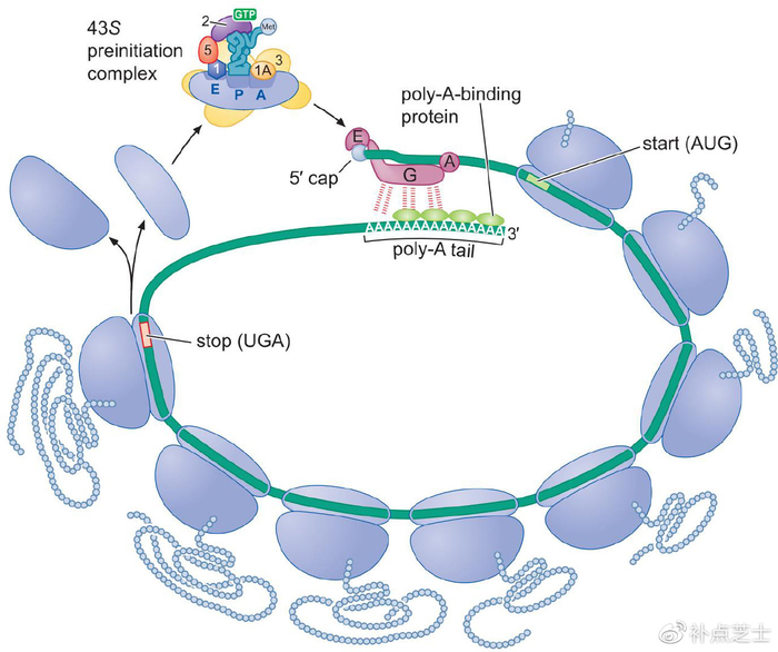 核糖体RNA是什么？它有哪些特点？聊聊核糖体的组成结构及分类|核糖体|大亚|生物|大肠杆菌|叶绿体_新浪新闻