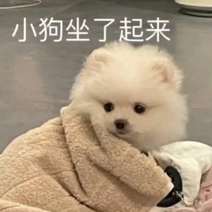 狗狗表情包合集