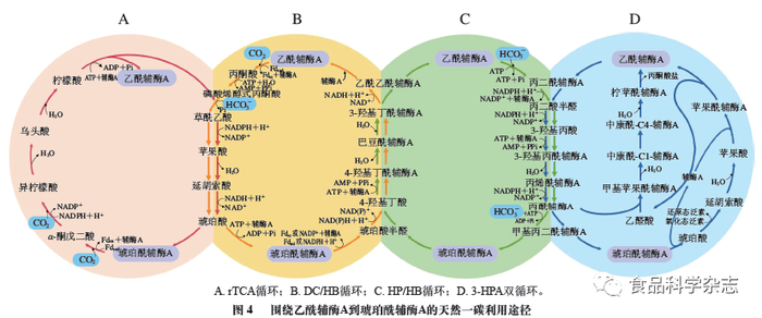 北京化工大学史硕博教授等：微生物利用一碳底物生产单细胞蛋白研究进|微生物|北京化工大学|蛋白_新浪新闻
