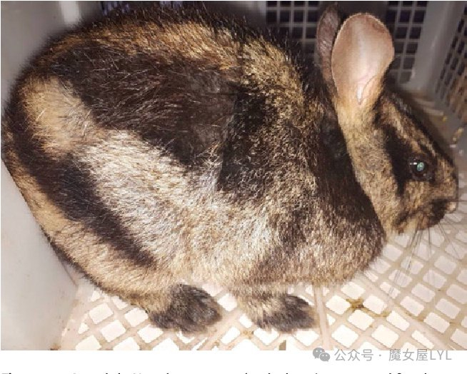 兔年快结束了，还有多少兔子你不认识的？|南非|苏门答腊|鼠兔_新浪新闻