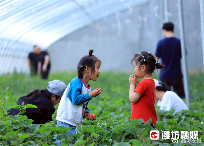 潍坊“山海行” 【打卡伏峪村：小蚂蚱“蹦”出乡村振兴大产业】
