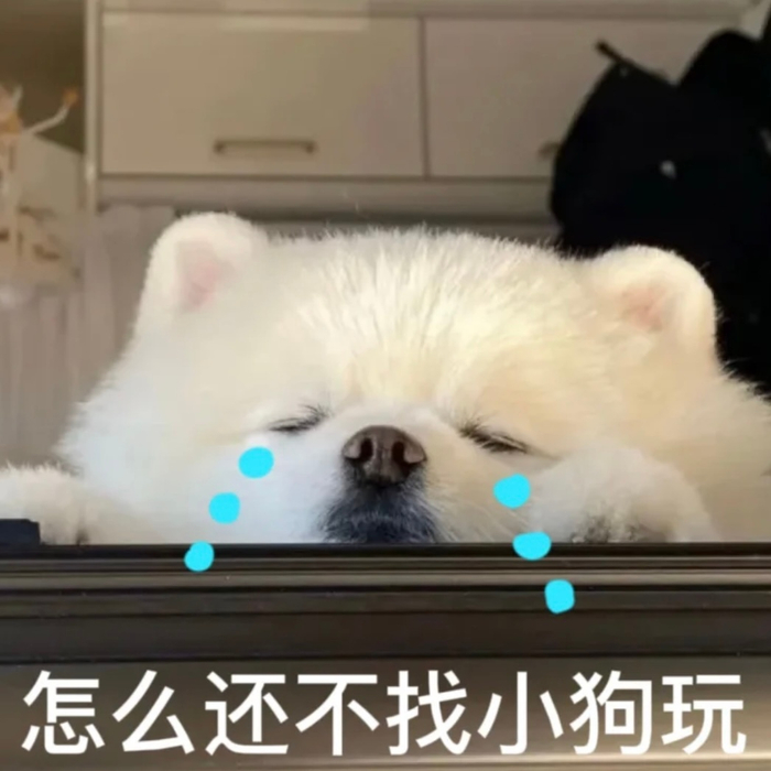 狗狗表情包合集