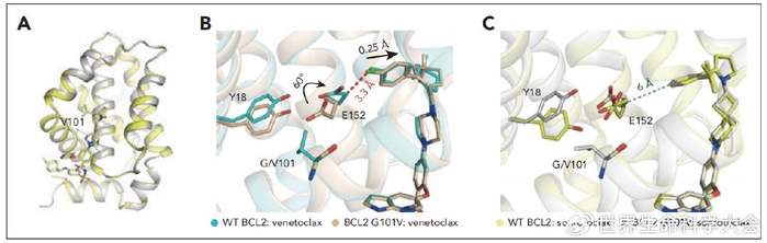 Blood（IF＝21）丨突破血液肿瘤耐药：新一代BCL2抑制剂sonrotoclax|癌症|癌细胞|细胞|耐药性|药物_新浪新闻