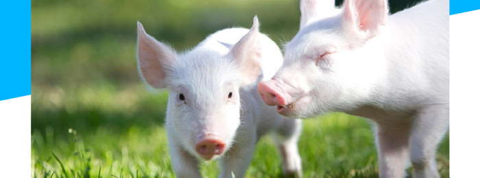 CHELOTA吉隆达 | 第四代硒源在猪上的应用价值|纳米|母猪|亚硒酸钠|嫩度|酵母硒_新浪新闻