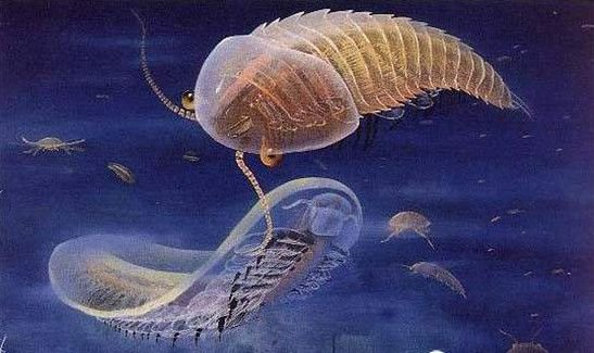 重庆酉阳发现古生物“三叶虫”化石群|寒武纪|三叶虫|化石_新浪新闻