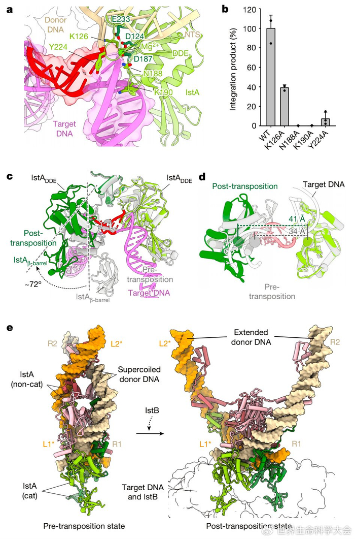 Nature（IF＝50.5）丨AAA+ ATPase 调控转座的分子基础|基因|生物学与医学|DNA|位点|孵育_新浪新闻