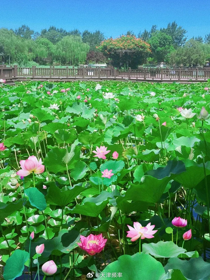 天津莲花盛开__财经头条__新浪财经