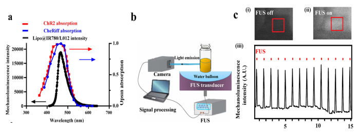 JACS：超声触发用于无创光遗传学的原位光子发射