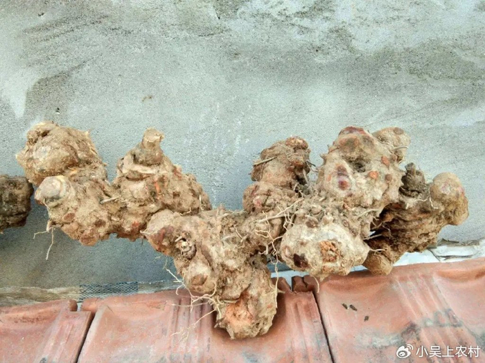 俗称“湿气之王”，学名菝葜，又叫金刚刺，长有尖刺，根部价值大__财经头条__新浪财经