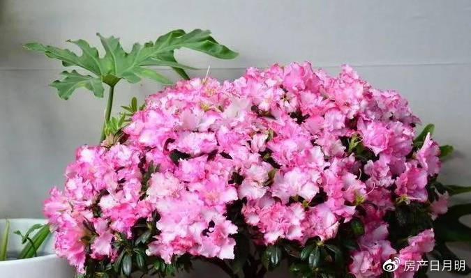 西洋杜鹃，花比叶还多，四季有花开，栽培容易，值得拥有