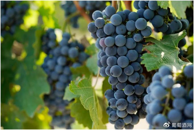 不做旅行“特种兵”，到葡萄园感受大自然的一呼一吸