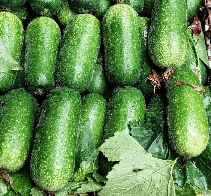 食材俗名记——节瓜：一节能挂一只瓜