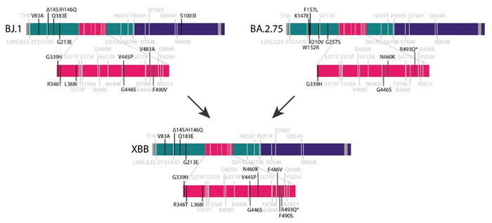 免疫逃逸之王XBB1.5数据紧缺，我们还不知道它会走向何方|新冠肺炎_新浪新闻