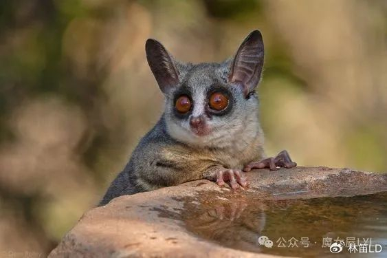 猴家族——这么好玩的小动物叫：婴猴