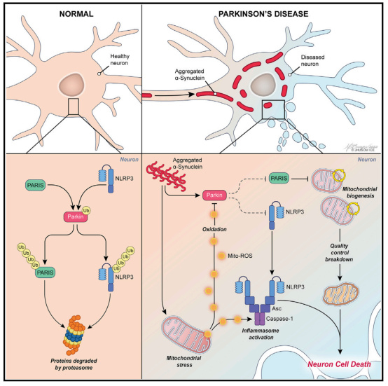 Neuron：神经元NLRP3是帕金森病中驱动神经退变的Parkin底物|防疫|疫情|裂解|小鼠|细胞_新浪新闻