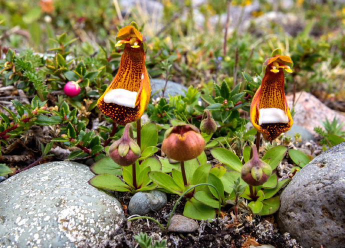 达尔文蒲包花（Calceolaria uniflora），是阿根廷与智利的特有物种