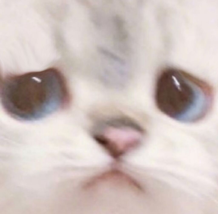 猫猫表情包太可爱啦。 留着，以后用起来！