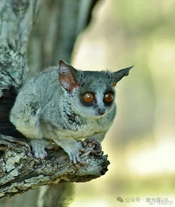 猴家族——这么好玩的小动物叫：婴猴|婴猴|小动物|索马里|眼镜猴|昆虫_新浪新闻