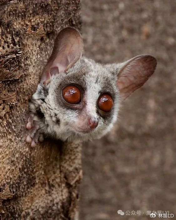 猴家族——这么好玩的小动物叫：婴猴