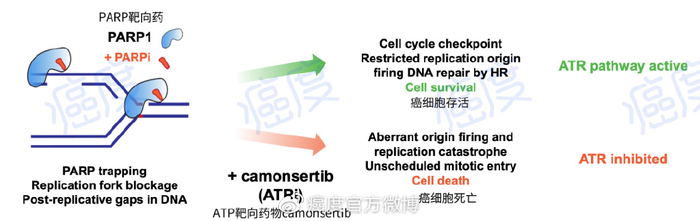 AACR报道：逆转耐药，新组合让PARP抑制剂复敏！