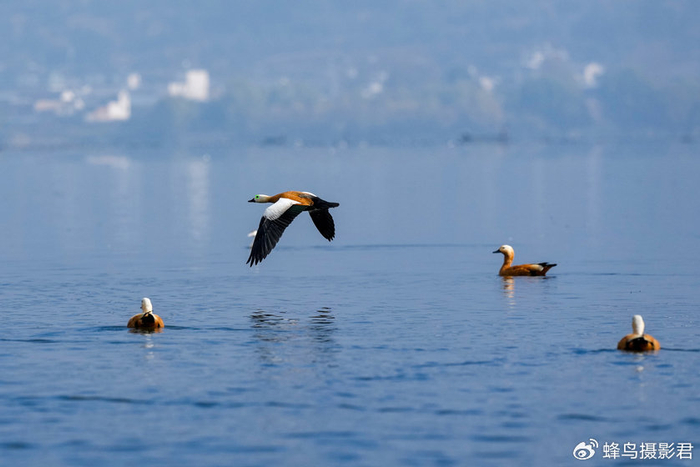 影像旗舰再进化 47999元的旗舰索尼A1M2深度评测|索尼|设计_新浪新闻
