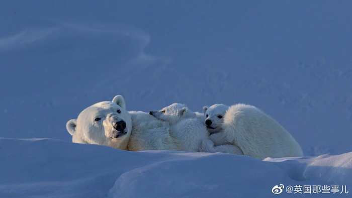 野生动物摄影师Paul Goldstein拍到的北极熊一家……__财经头条__新浪财经