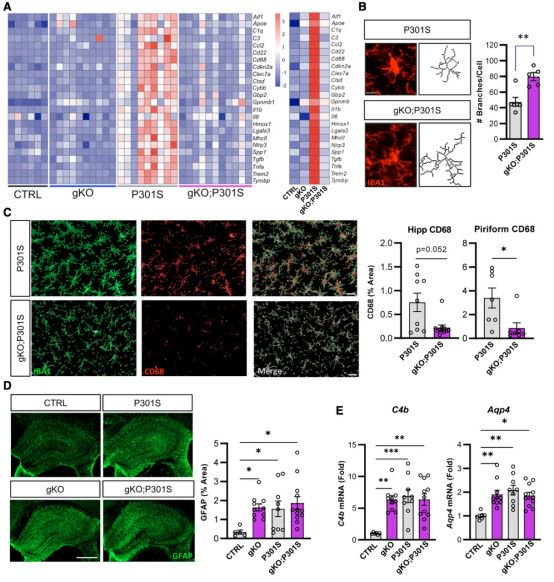 Neuron：这样调控星形胶质细胞，对α-突Syn和tau病理具有保护作用！|胶质|细胞|病理_新浪新闻