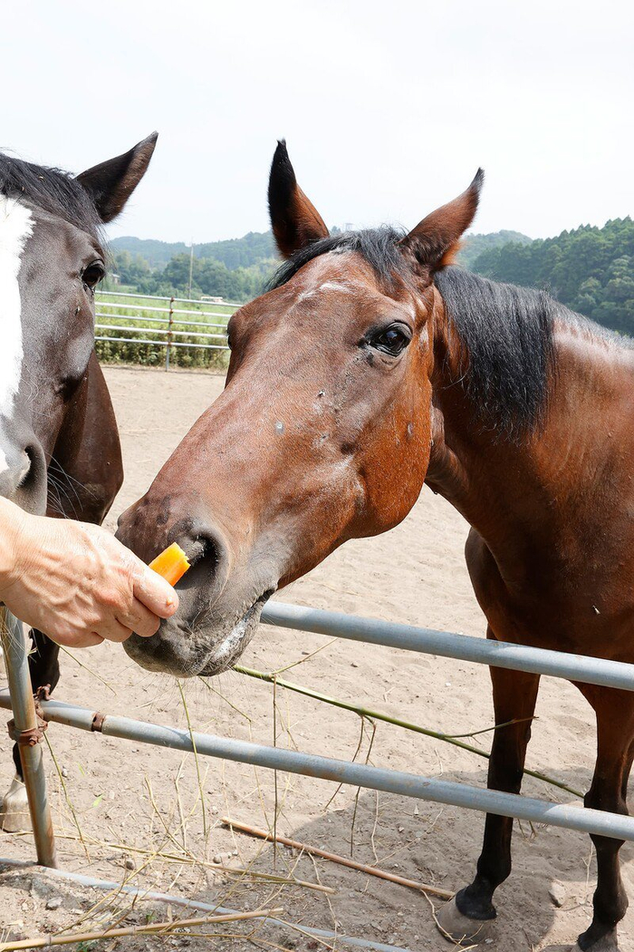 赛马娘乌拉拉原型马去世__财经头条__新浪财经