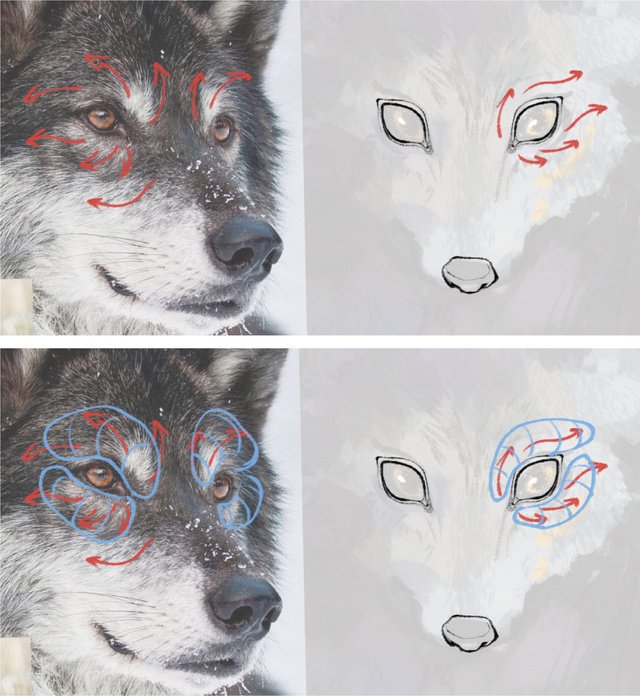 动物毛发怎么画？教你如何绘制动物毛发的画法！