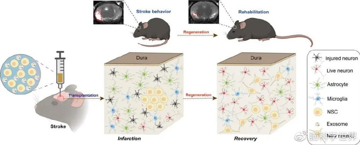 【脑科学日报】第1723期 | 20230506 星期六