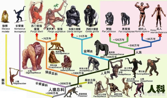 600多万年前，外星人对黑猩猩基因改造创造人类？有这种可能吗？|进化论|人类染色体|染色体|黑猩猩|人类_新浪新闻