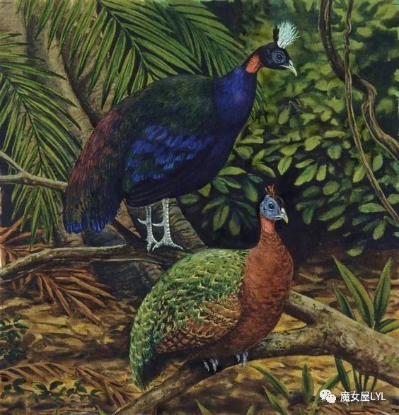 世界上现存的三种孔雀你都认识吗？