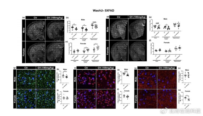 独立验证中国原创新药甘露特钠胶囊（GV-971）调控脑肠轴抗AD机制！