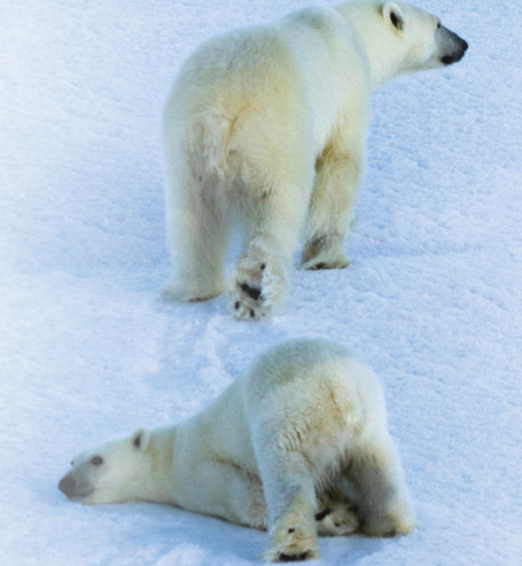 藏文科普 | 极地之灵：北极熊