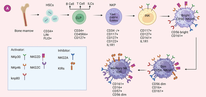 盘点NK细胞在不同疾病中发挥的作用（癌症、病毒感染、糖尿病等）|癌细胞|文献_新浪新闻