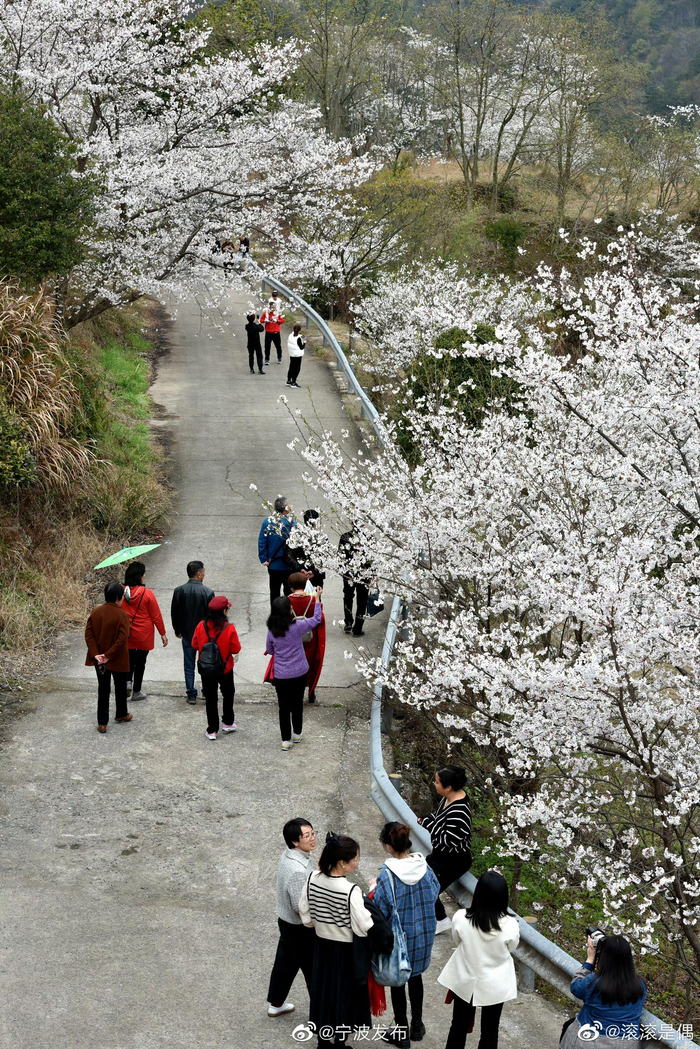 宁波奉化溪口樱花谷 如画般美丽__财经头条