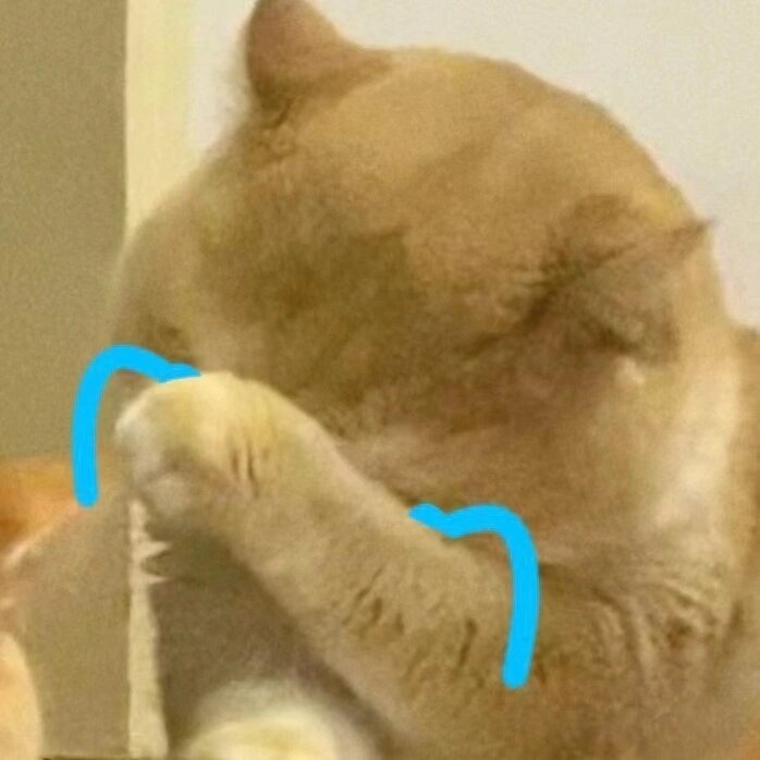 快来领取您的可爱猫猫表情包呀