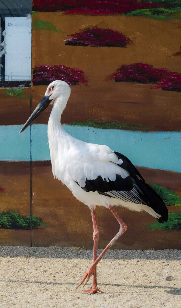 【黄河口生态旅游区】元旦出游 景点推荐！|景点推荐|黄河口生态旅游区|黄河|鸟岛|黄河口|生态|旅游区|鸟类|科普园|入海|热气球|打卡_新浪新闻