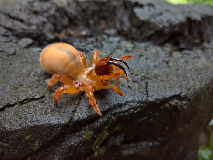 沟纹硬皮地蛛Calommata signata__财经头条