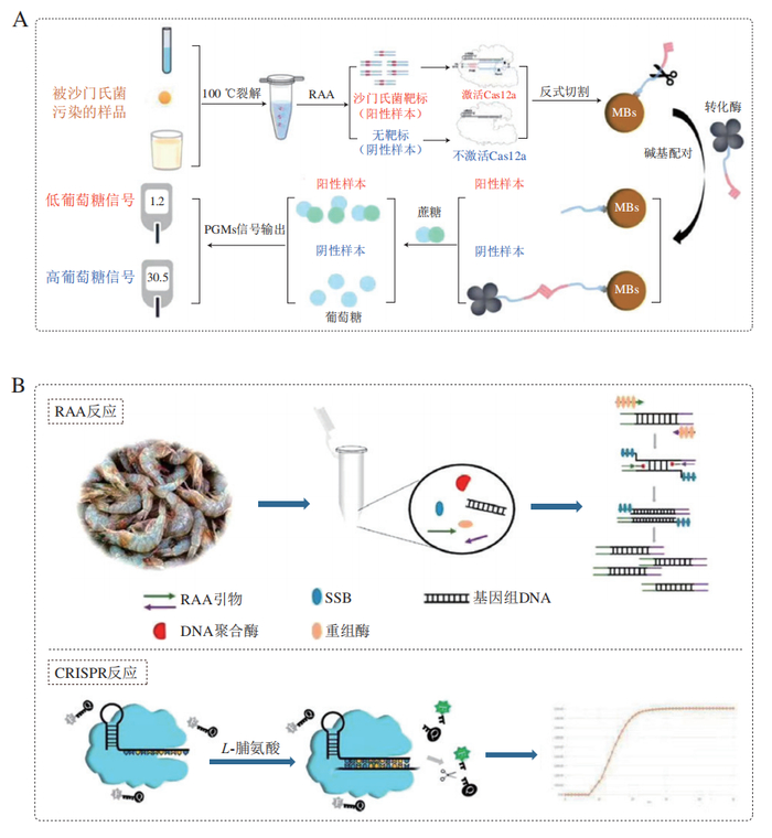 东北农业大学张微副研究员等：CRISPR/Cas-等温扩增技术|检测|病原菌|靶标|核酸|蛋白_新浪新闻