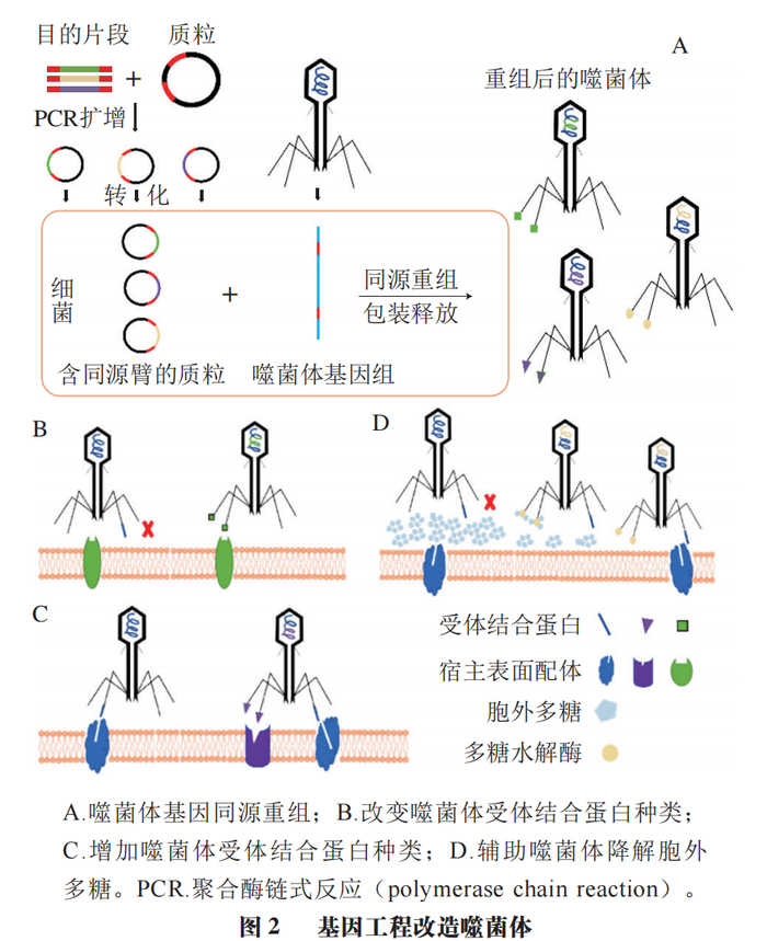 渤海大学张德福副教授等：噬菌体受体结合蛋白及其宿主谱扩展|渤海大学|噬菌体|宿主_新浪新闻