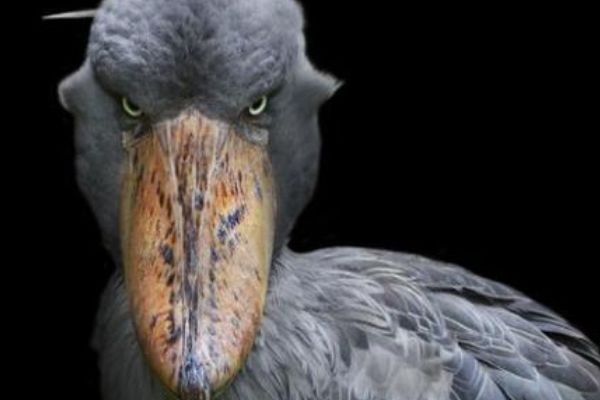 最懂礼貌的鸟，见到人类就主动鞠躬，但却是鳄鱼最害怕的动物