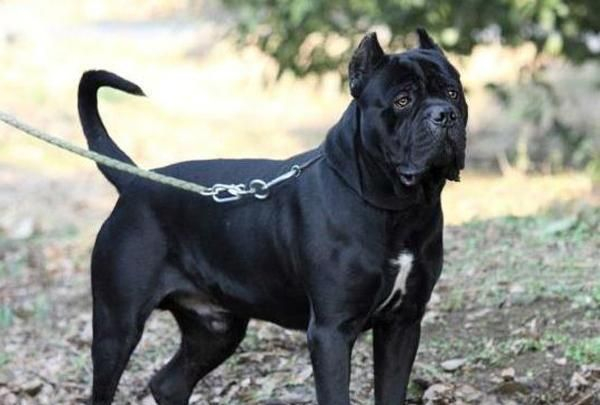 卡斯罗犬没有人饲养的原因，你知道吗？