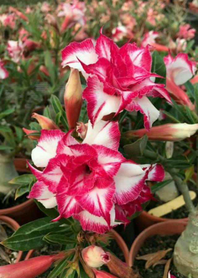 沙漠玫瑰一根独杆不长分枝？剪一刀，多枝开花，还能扦插变多盆