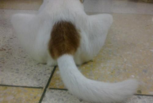 人类以后还会再次进化出尾巴吗？